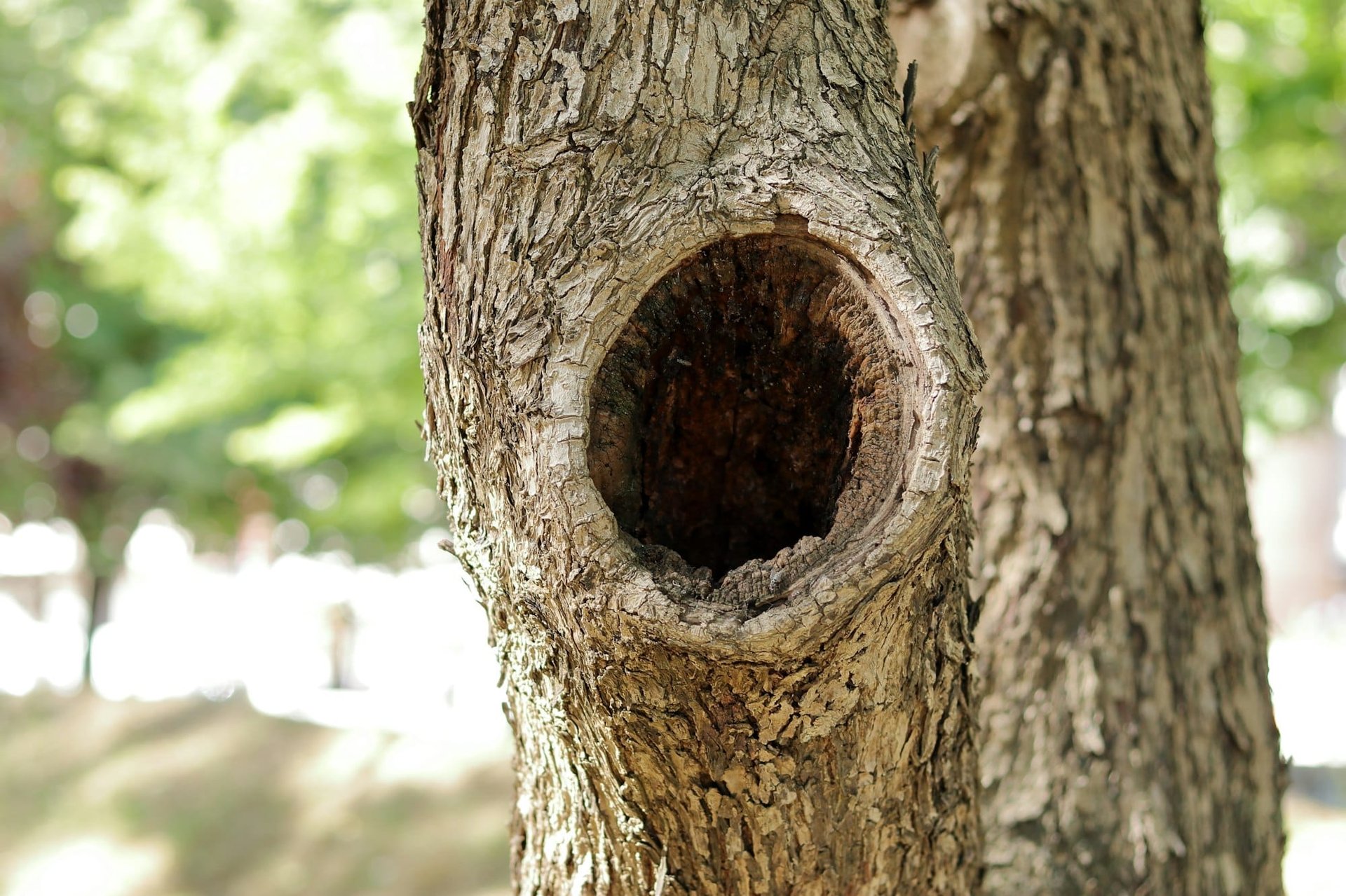 How to Choose the Perfect Climbing Tree for an Indoor Adventure Cat ...
